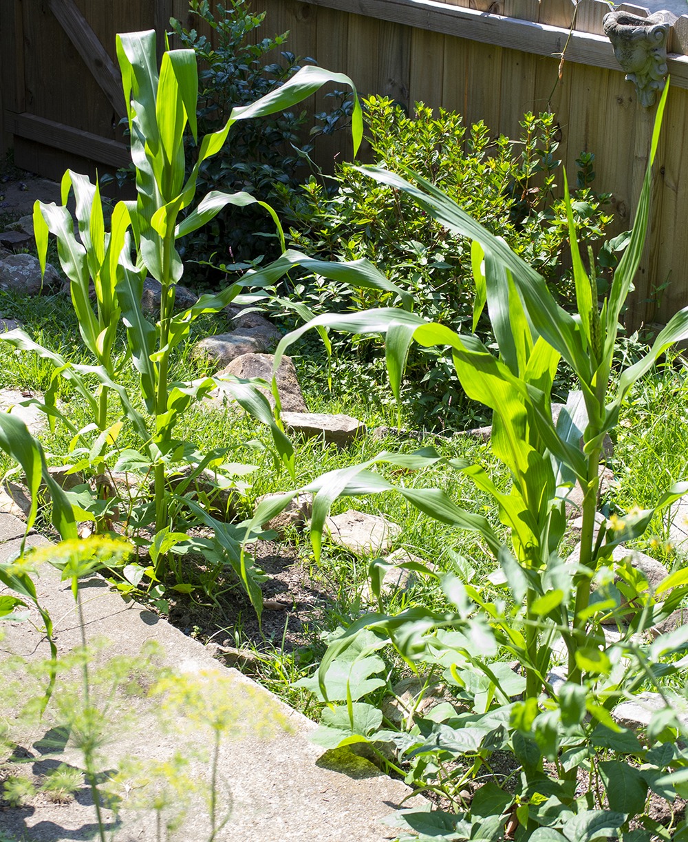 How Does Your Garden Grow?