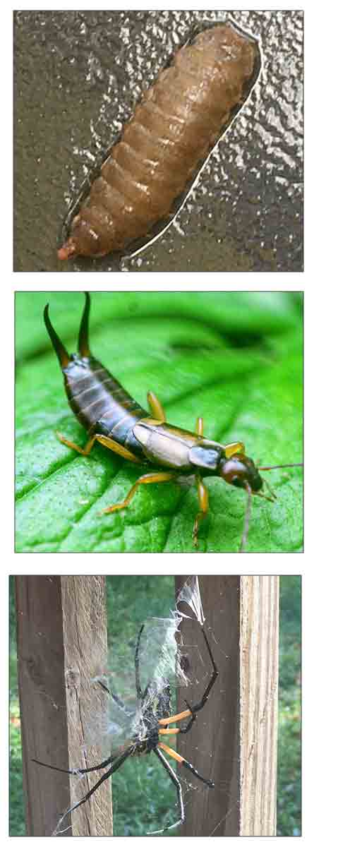 Black flies and earwigs and spiders, oh my!